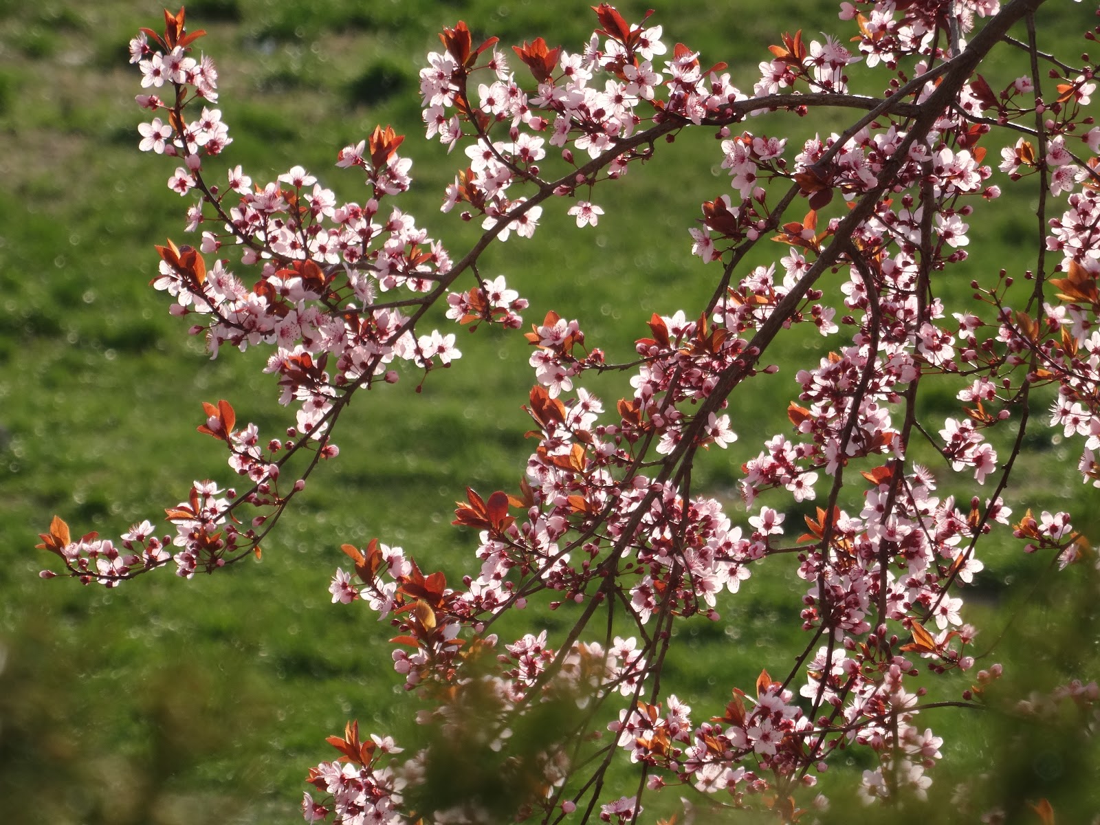 ultimul anotimp...: Corcodus rosu