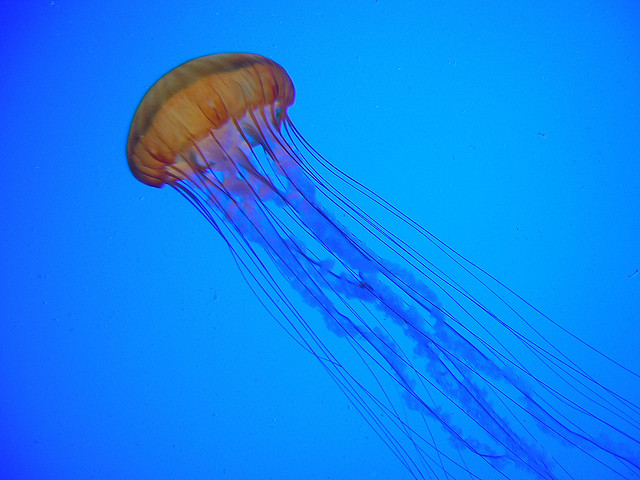 La lechuza de Atenea: MEDUSA