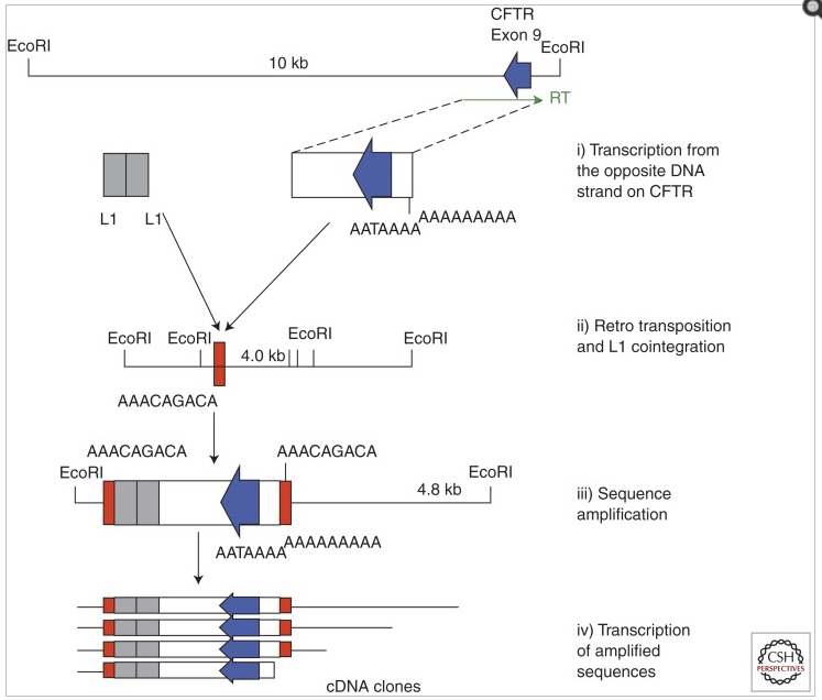 FIBROSIS QUÍSTICA: Gen CFTR y mutaciones: (por David Serantes)