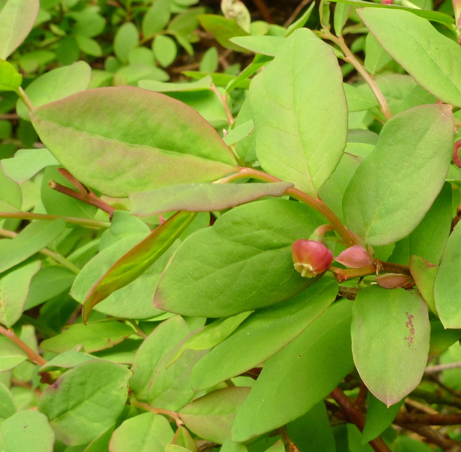 Wild Harvests: Mountain Berries: Huckleberries, Bilberries, and ...