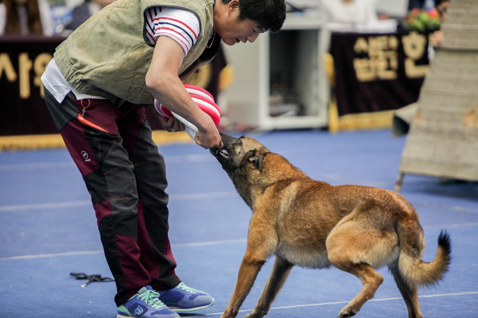 The Largest Pet Expo In Korea – All Animal Lovers And Pet Owners Gather ...