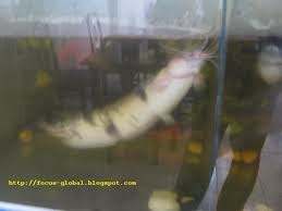 Lele Putih | I S I K