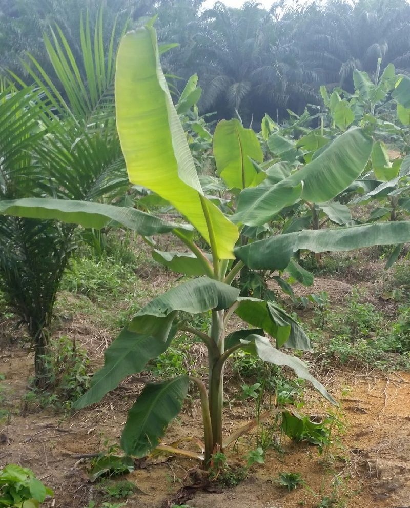 Perbedaan Pisang Raja Nangka Dan Pisang Tanduk - Jenis Pisang Dan ... Perbedaan Pisang Raja Nangka Dan Pisang Tanduk - Jenis Pisang Dan ...