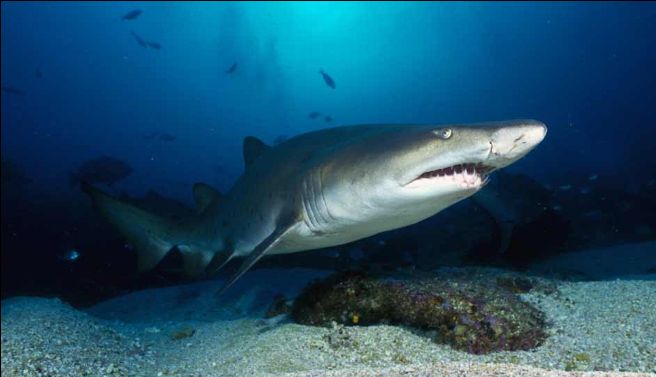 AMAZOMBIO: Tubarões