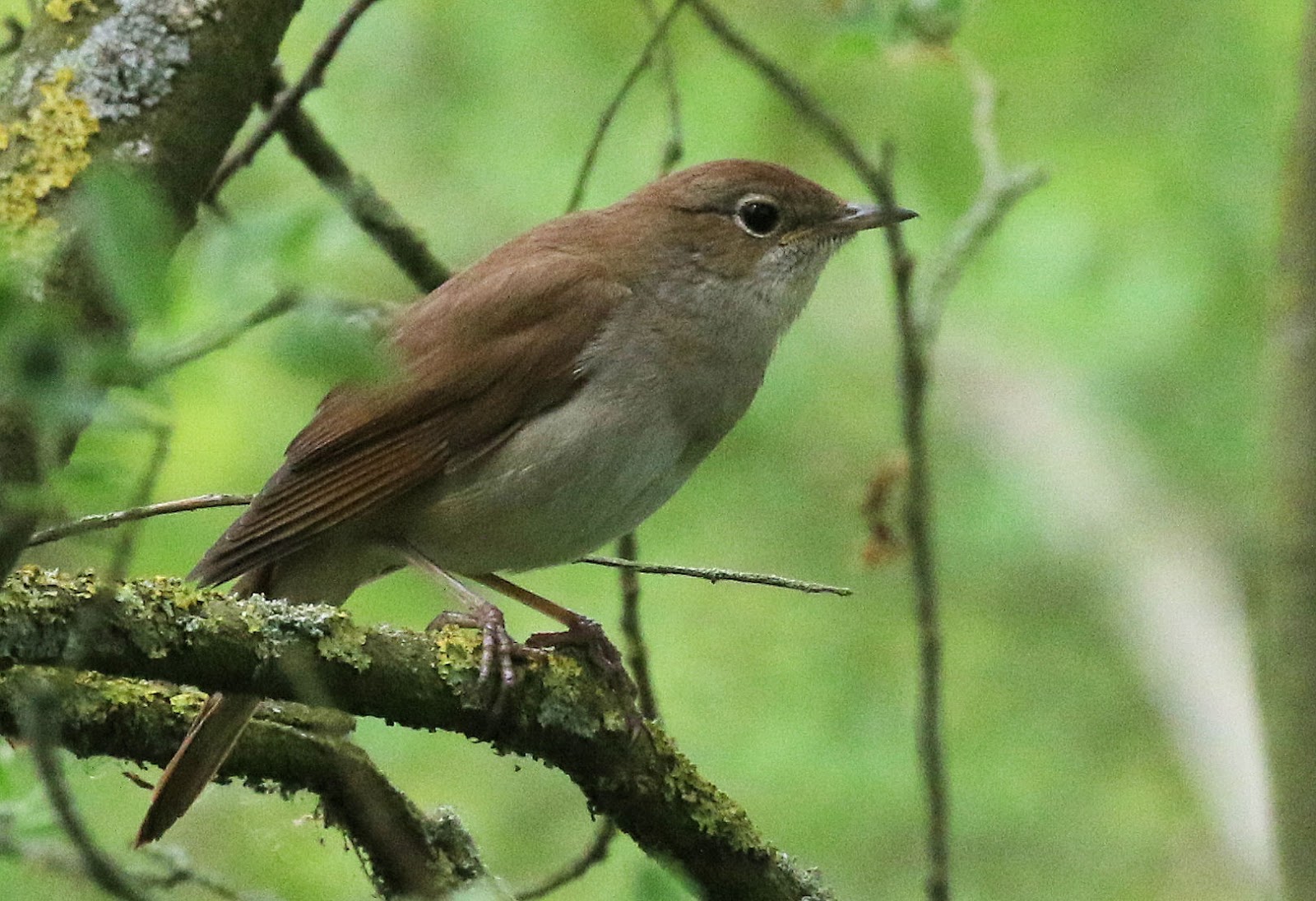 Birding with Flowers: Nightingale Special - Waiting for Big Mouth!