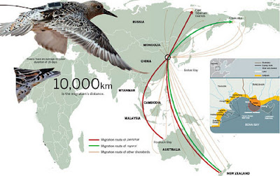 Celebrating Singapore Shores!: Singapore is Shorebird Central