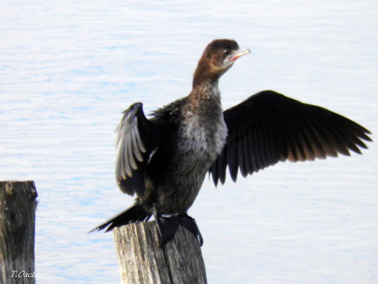 PASARI DIN ROMANIA: CORMORANUL MIC (2), Microcarbo pygmeus