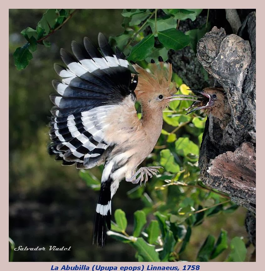 El Gallipato Alcublano: La Abubilla (Upupa epops) Linnaeus, 1758 AVES ...