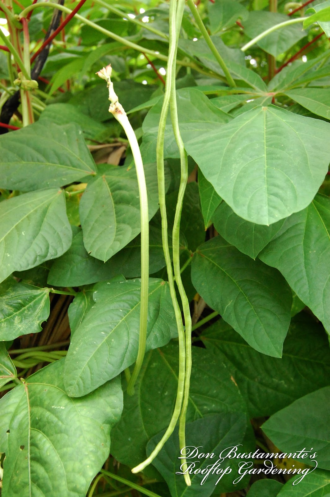 Don Bustamante's Rooftop Garden: Pole Sitao