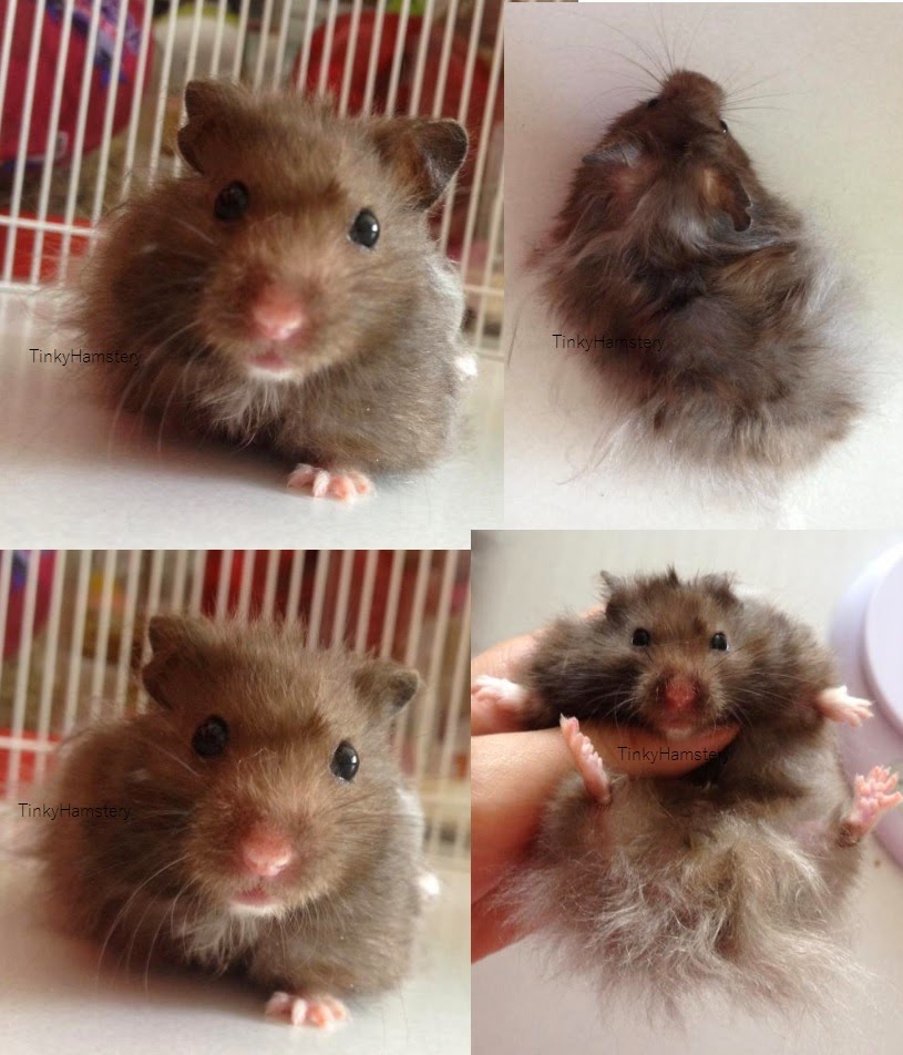 Tinky Hamstery, adoption , Buy hamster in singapore: Teddy Bear Syrians ...