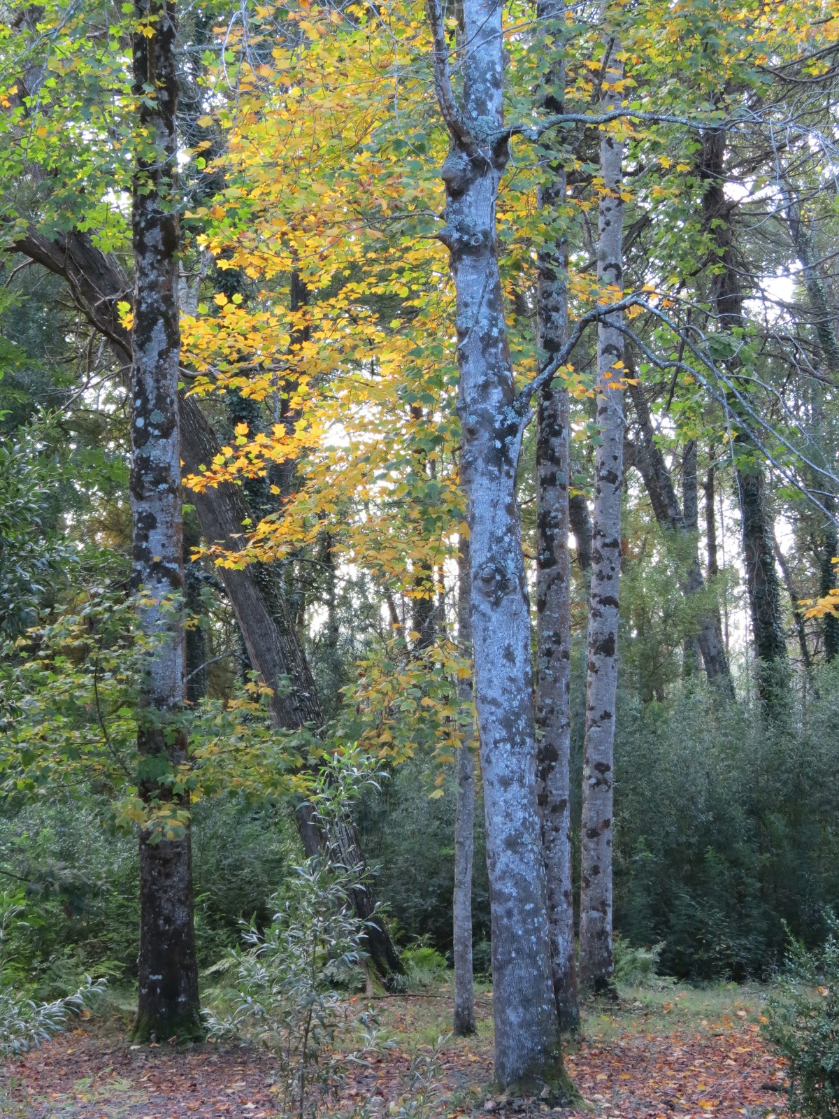 Zee Azul: Pinhal de Leiria