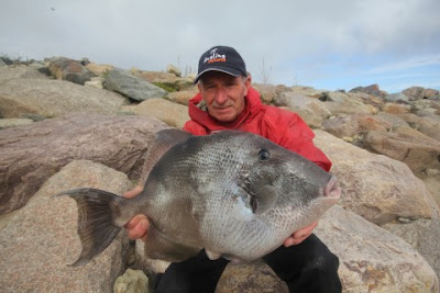 International Fishing News: IRELAND: giant triggerfish