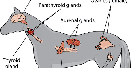 Endocrine system of animals, Hormones in animals - veterinary online