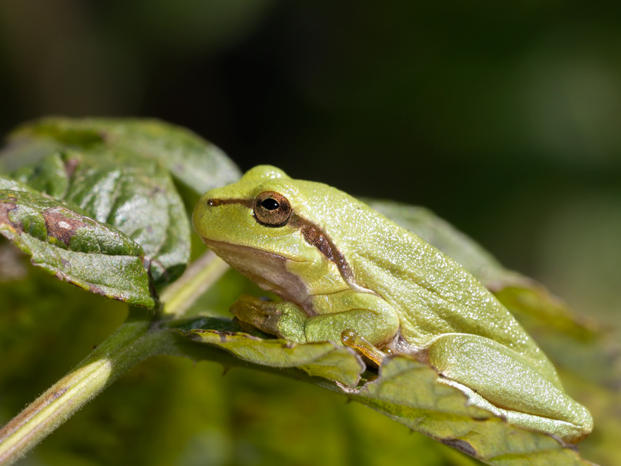 De Vogelkijker!: Tsjechië, een vakantie met van alles wat.
