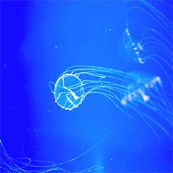 INFO: IMAGE OBOR-OBOR DI LAUTAN BIRU - TUBEPANAS