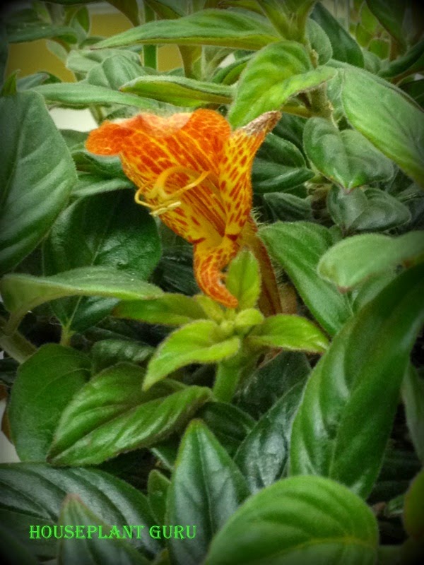 Houseplant Guru: Dancing Dolphins