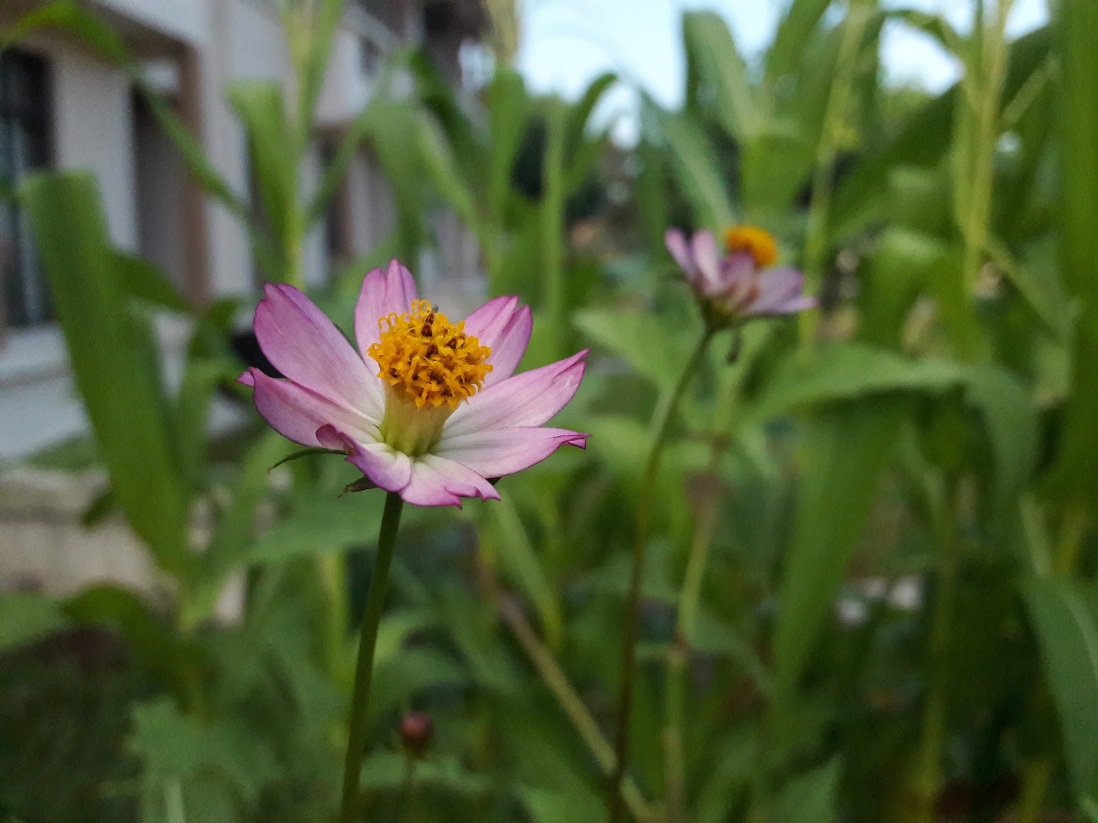 kebun sejemput...: Bunga-Bunga di Bulan Februari 2016