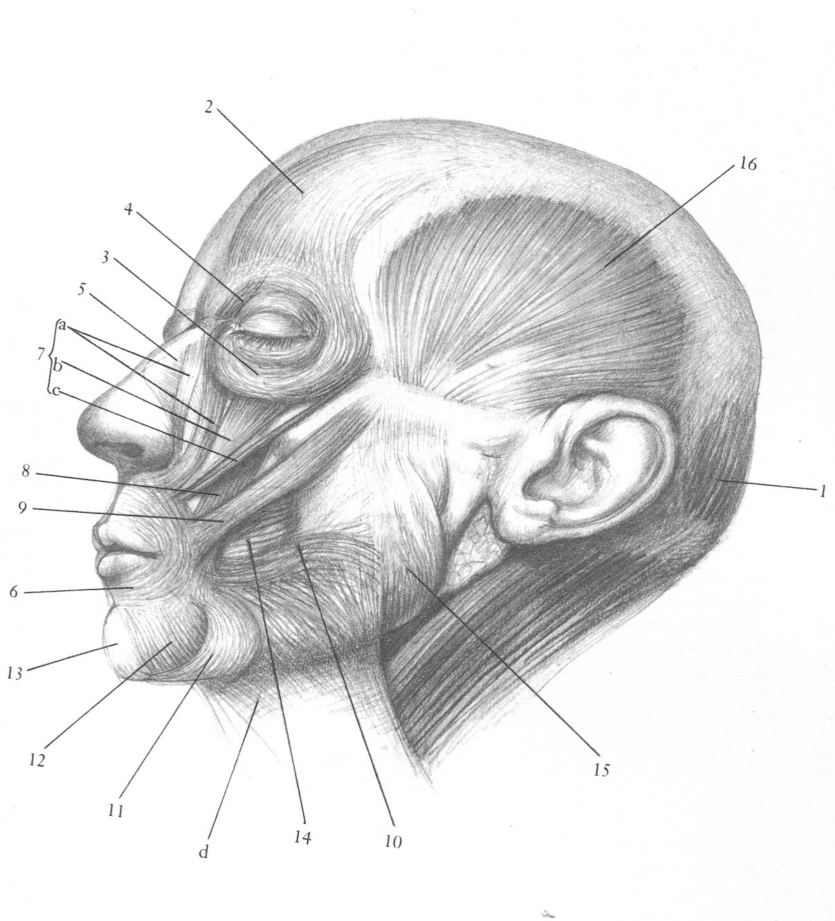 CON IL CORPO VIVO : CORPO ANATOMICO: CRANIO E FACCIA
