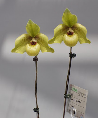 PaphYeo: TIOS 2012 - Paph hybrids