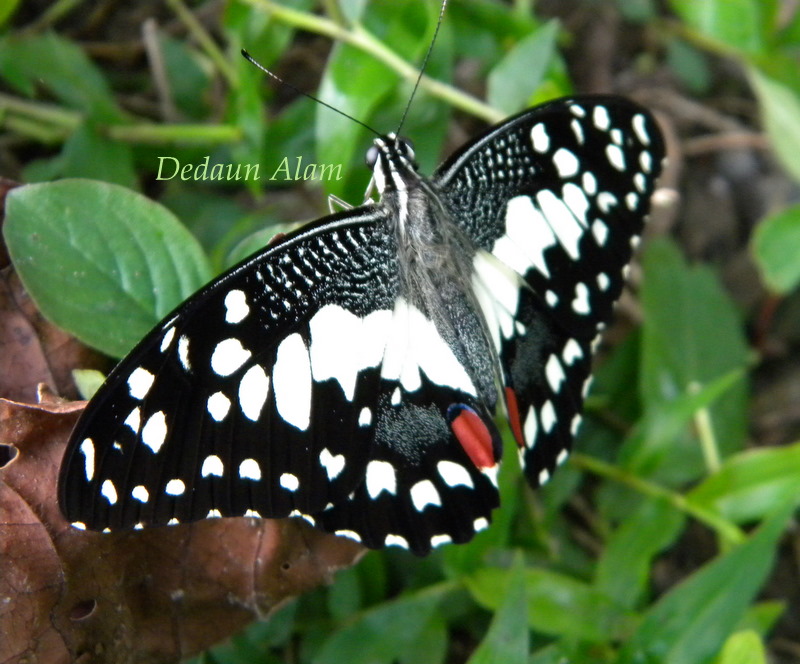 Dedaun Alam: Rama-rama