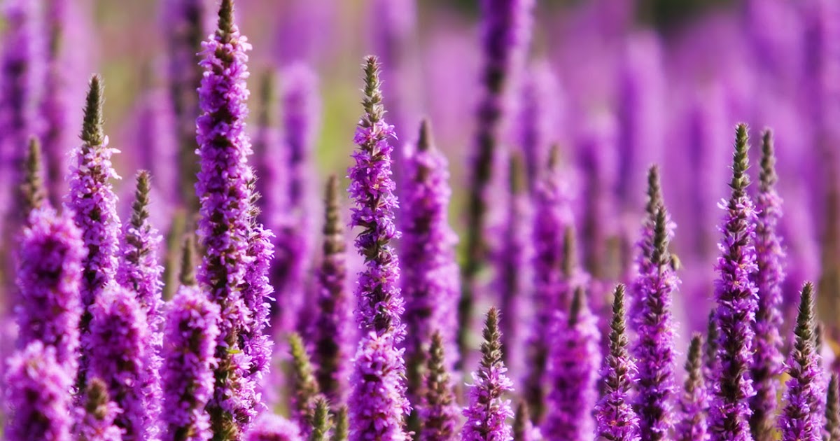 On Wings of Eagles: Lessons learned from the Purple Loosestrife