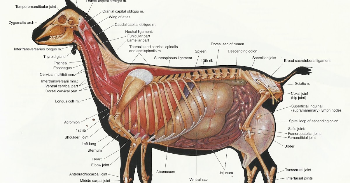 Fetal Pig Dissection Diagram Answers Wiring Diagram Database fetal-pig-dissection-diagram-answers-wiring-diagram-database