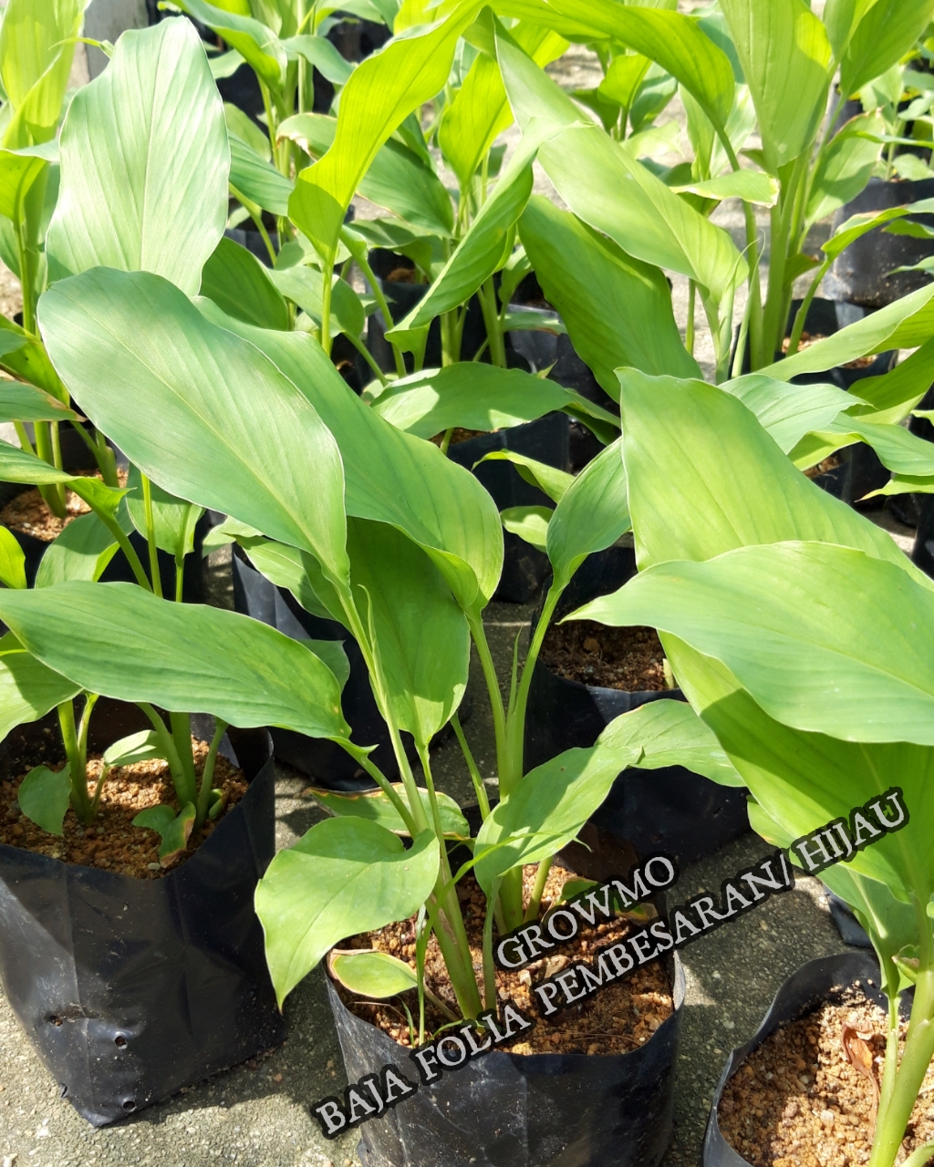 SmartGrow Agro: GROWMO POWER GROW (BAJA FOLIA PEMBESARAN/ HIJAU)