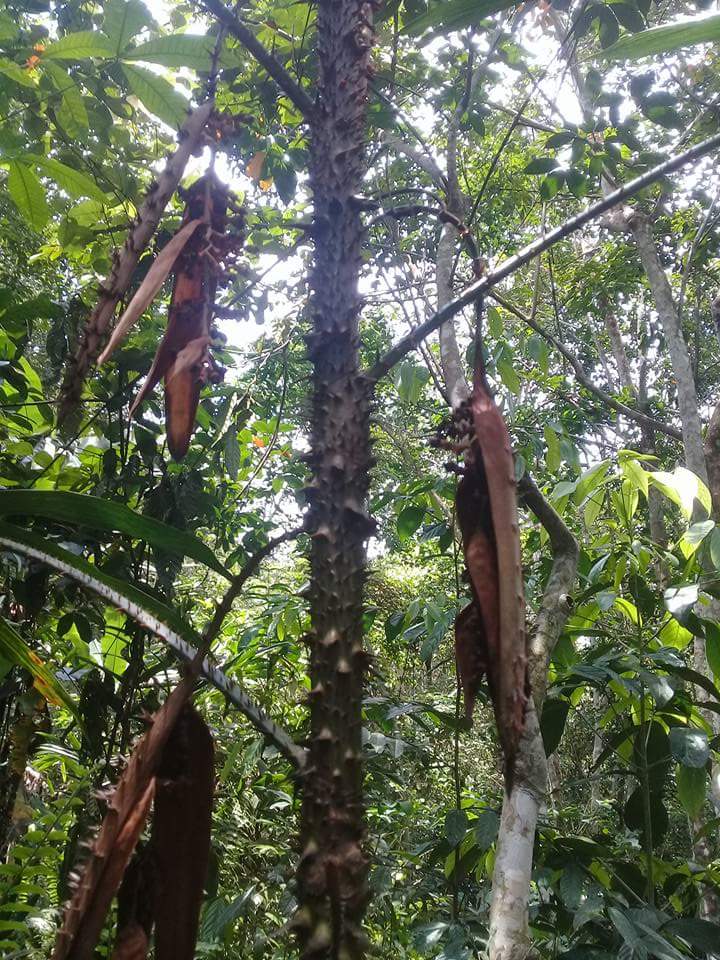 Pohon Jernang - Perumperindo.co.id