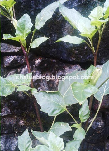 Herbal Medicinal Plants - Ayurveda Sasyangal: Herbal medicines