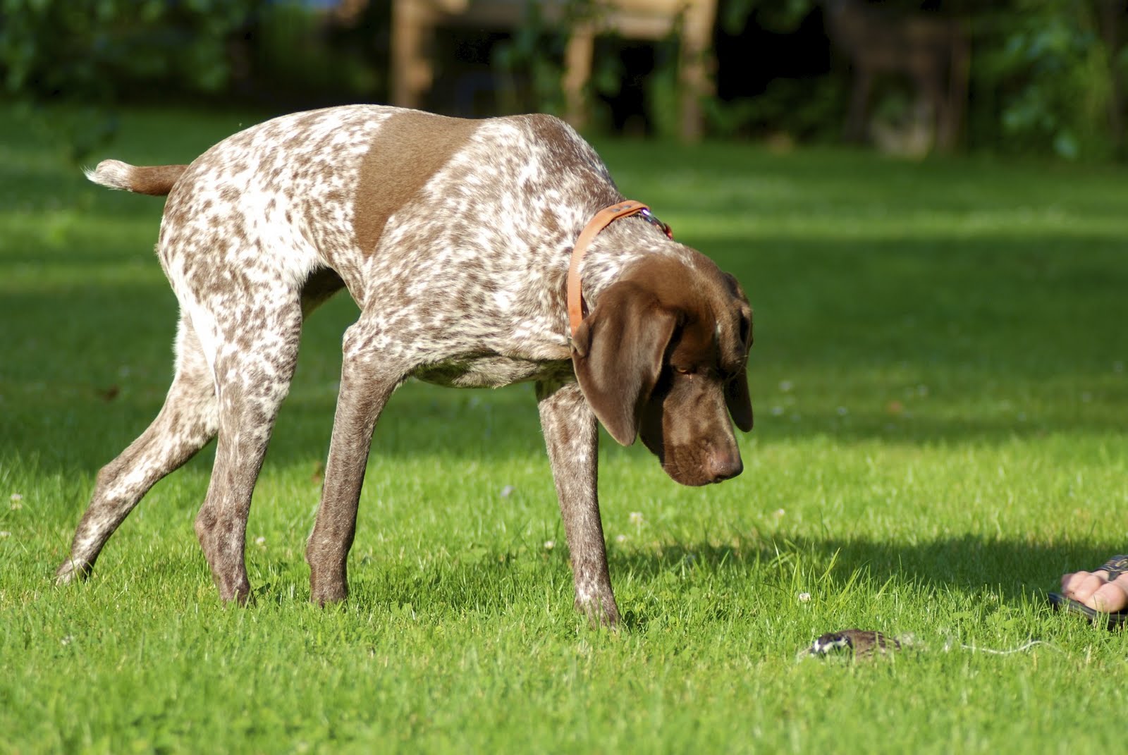 Adventures of a GSP Hunting Dog: Staying Steady