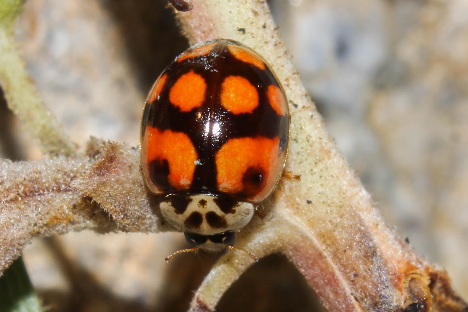 Biodiversity of Cyprus by NGO Protection of the Natural Heritage and ...