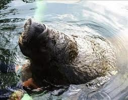 Flora y Fauna del Estado de Tabasco