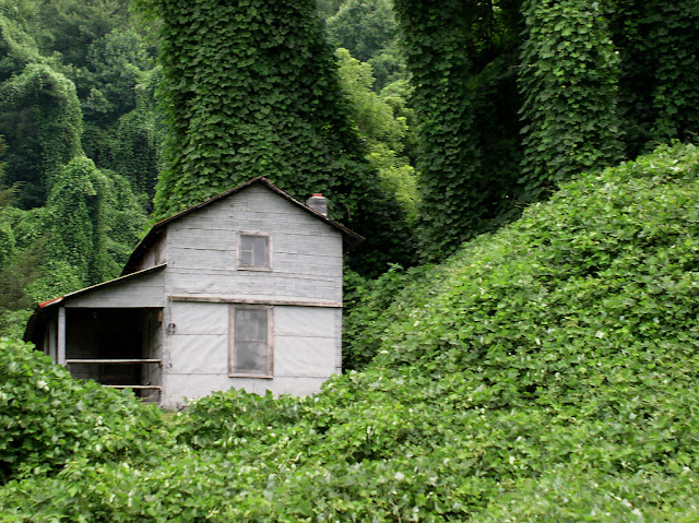 The Carpetbagger: Kudzu