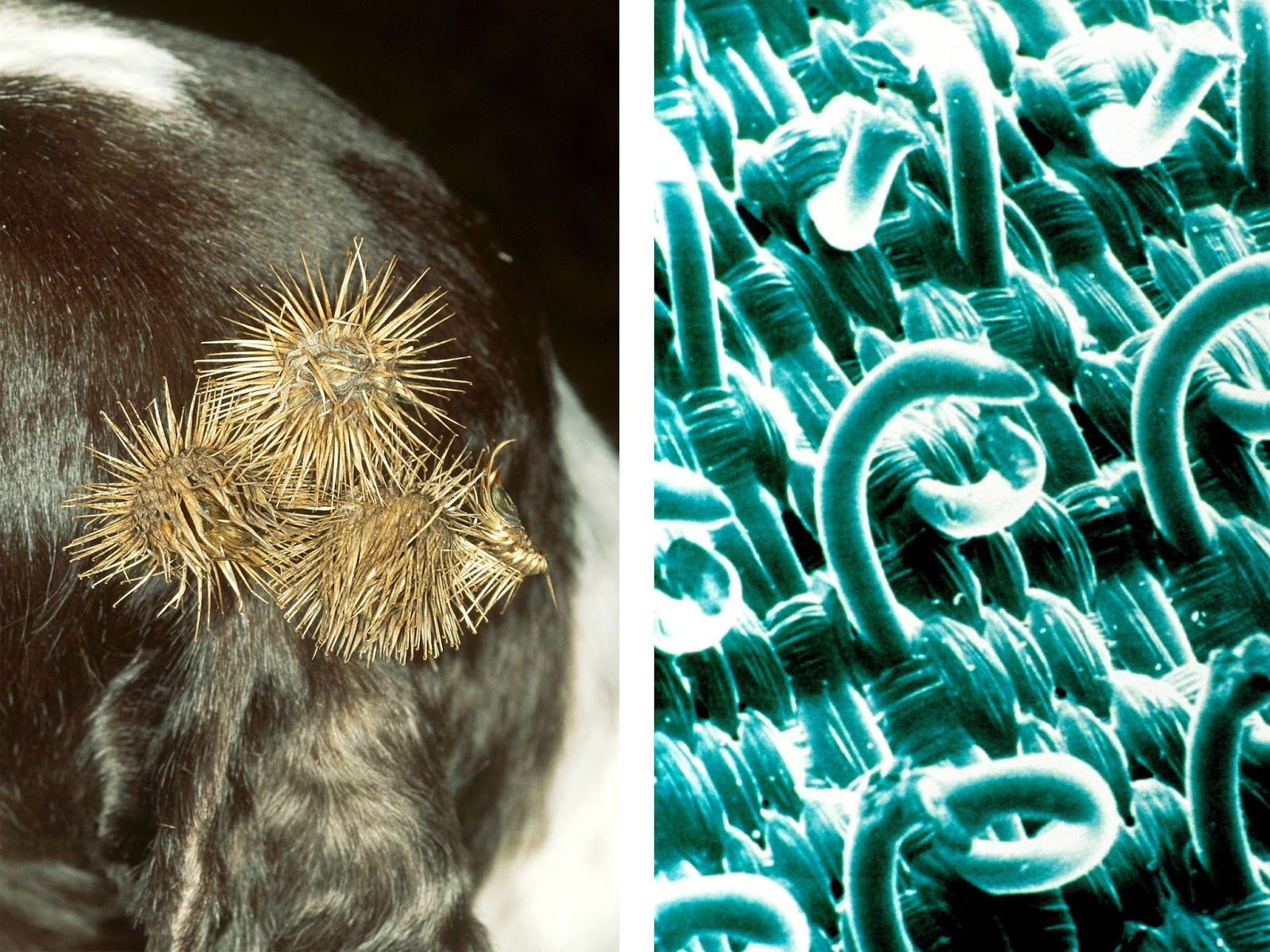Smart Inventions Inspired by Nature: Biomimicry | Bio-Inspired Design