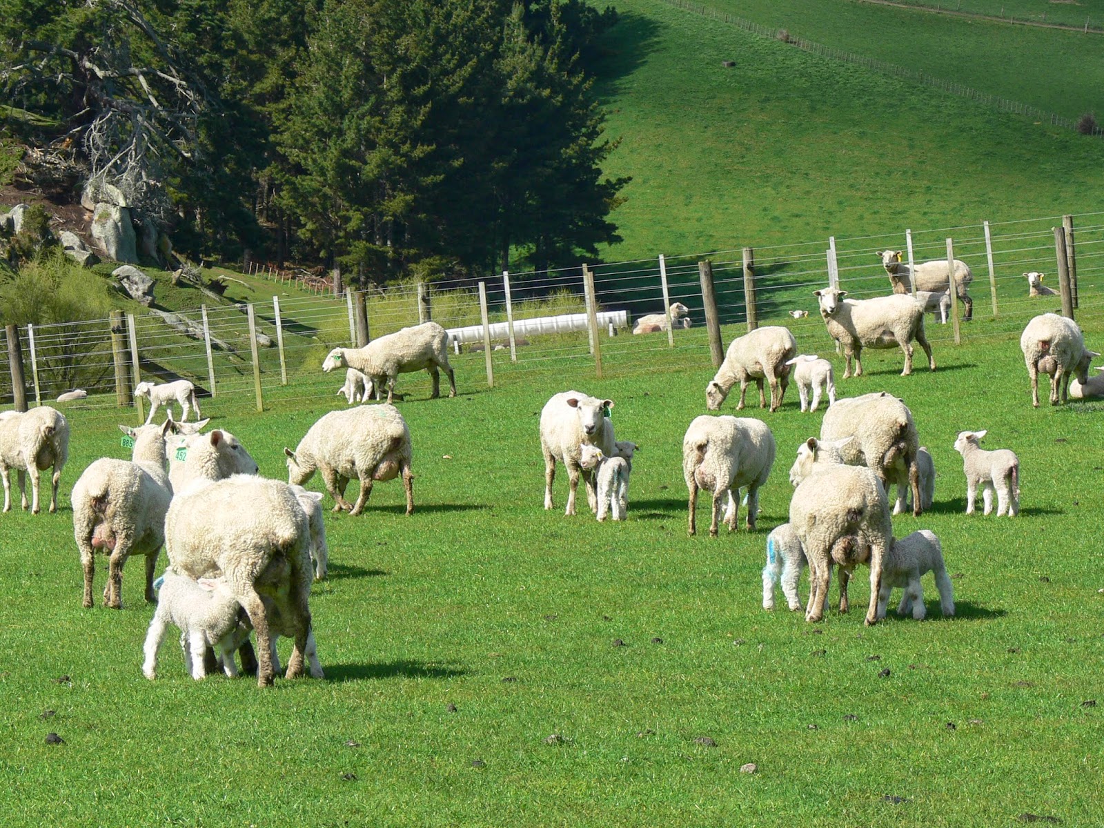 Woolshed 1: New Zealand agricultural history. No 31. Importing exotic ...