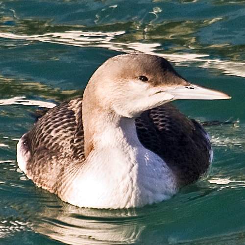 Black-throated loon images | Birds of India | Bird World