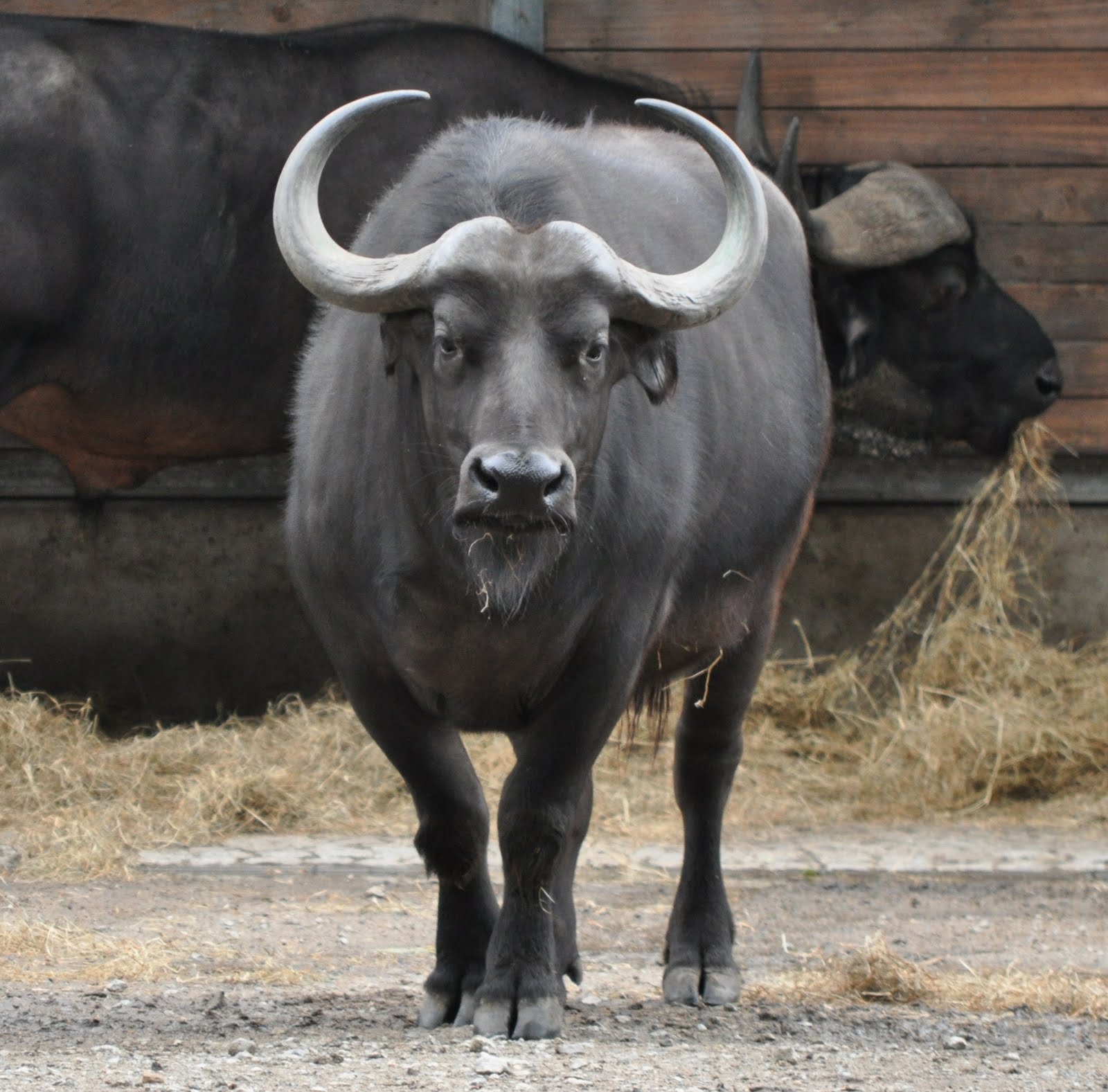 ZOOTOGRAFIANDO (MI COLECCIÓN DE FOTOS DE ANIMALES): BÚFALO CAFRE / CAPE ...
