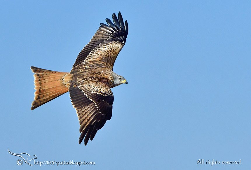 WILDLIFE GATEWAY: Milans royaux en vol