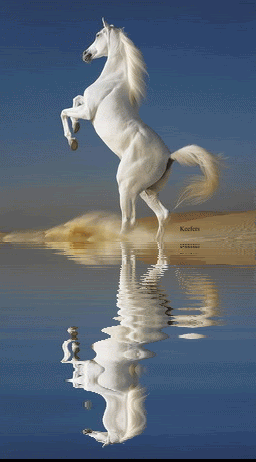 Harry mon ami: Gifs chevaux