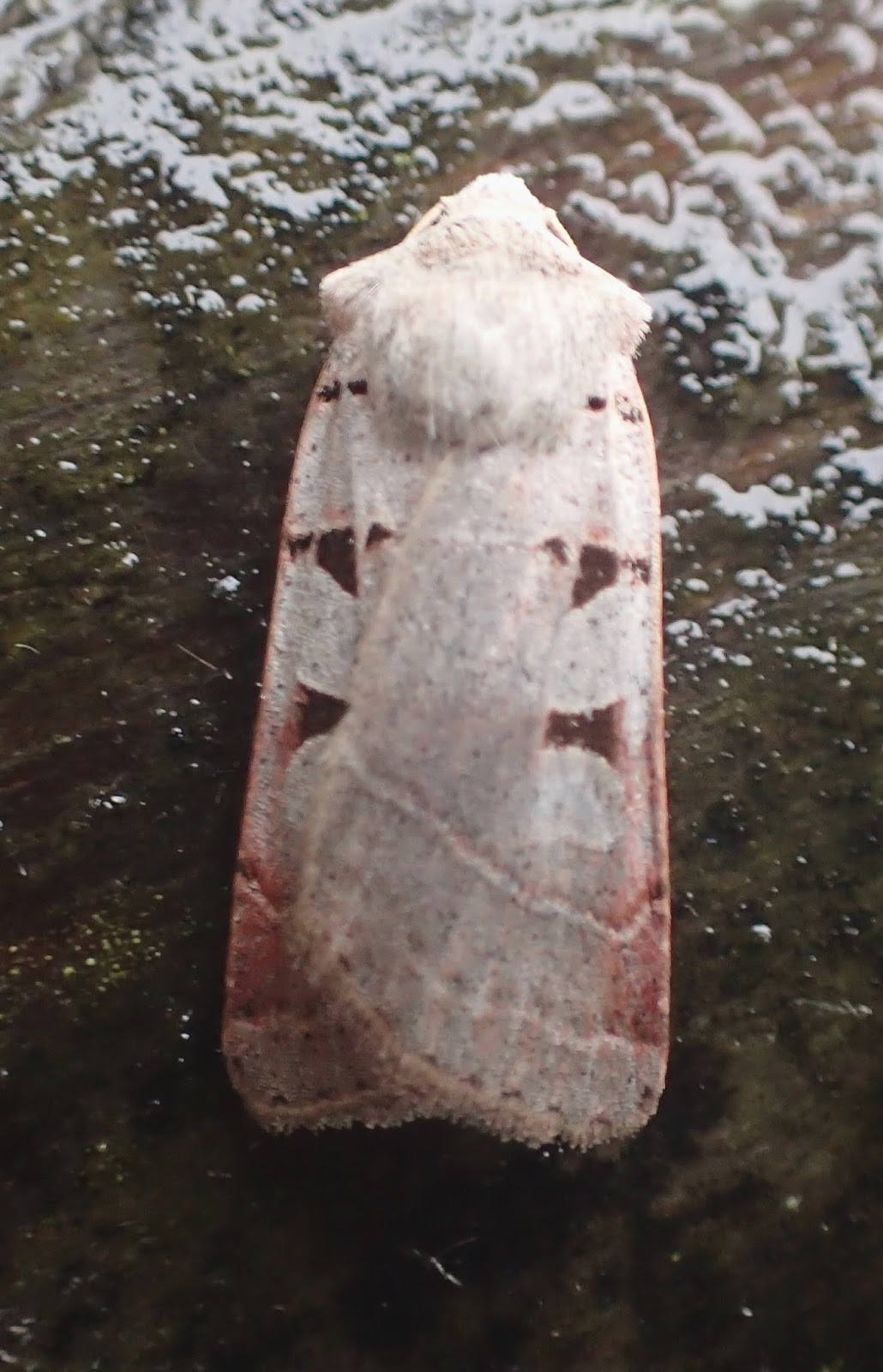 Ceredigion Moths: Autumnal Rustic