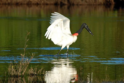 Animais e Natureza, os donos do Planeta: Jaburu