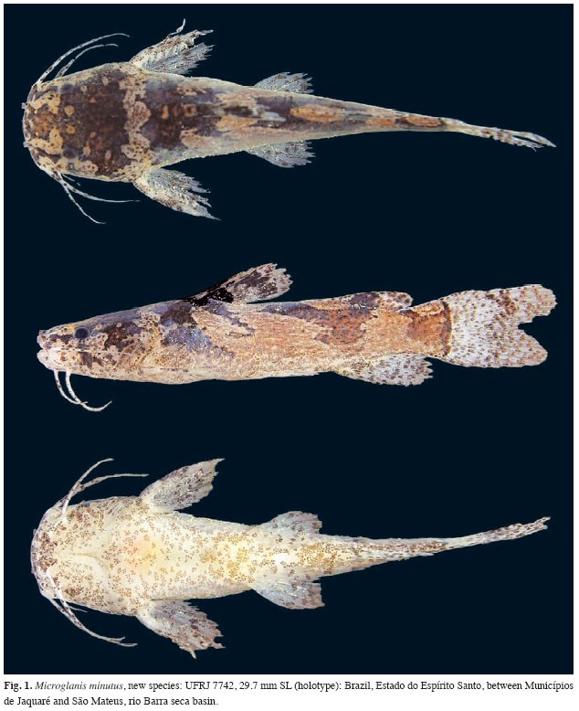Species New to Science: [Ichthyology • 2010] Microglanis minutus • A ...