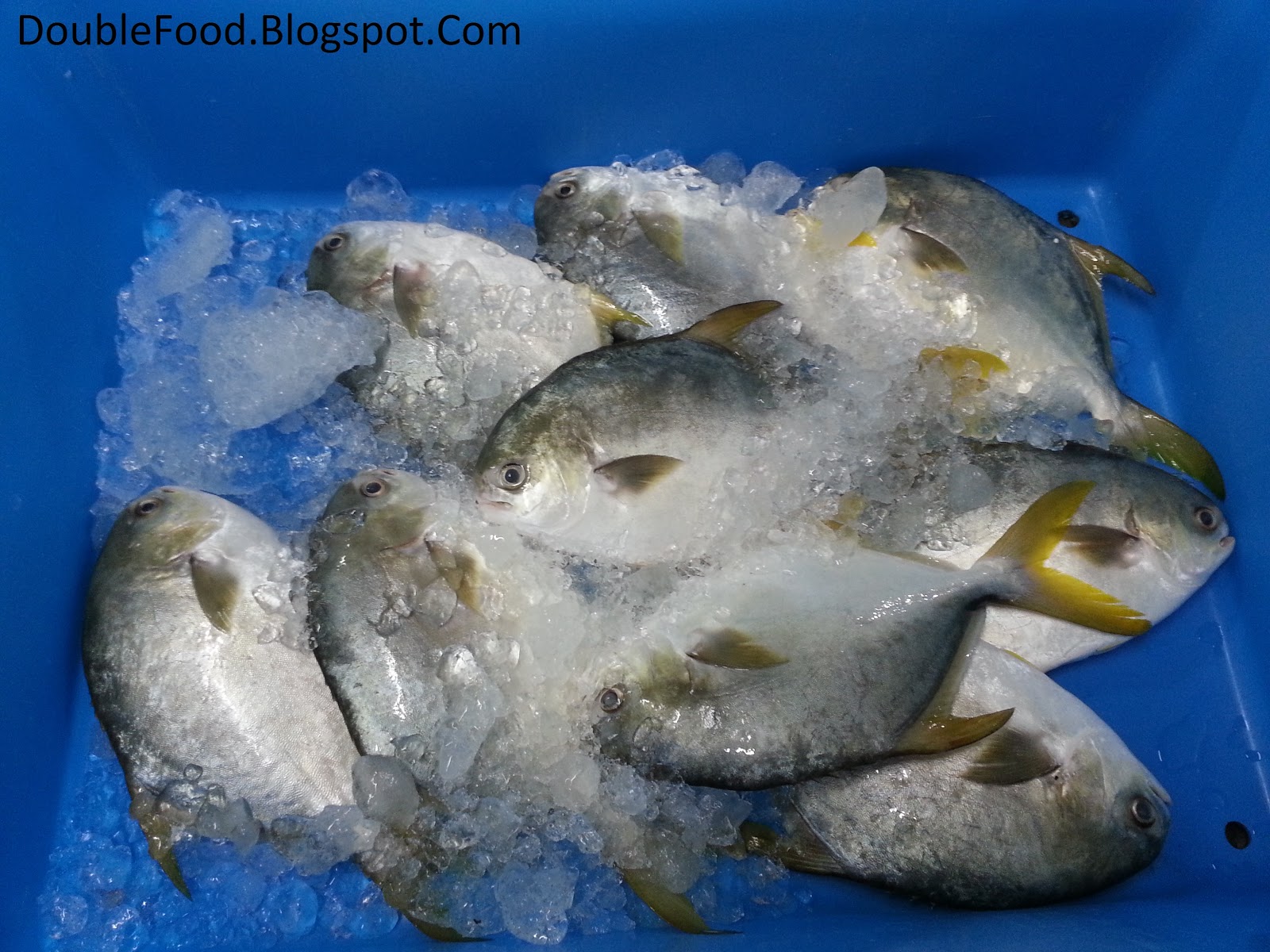 Makan Ikan Boleh Memanjangkan Usia?