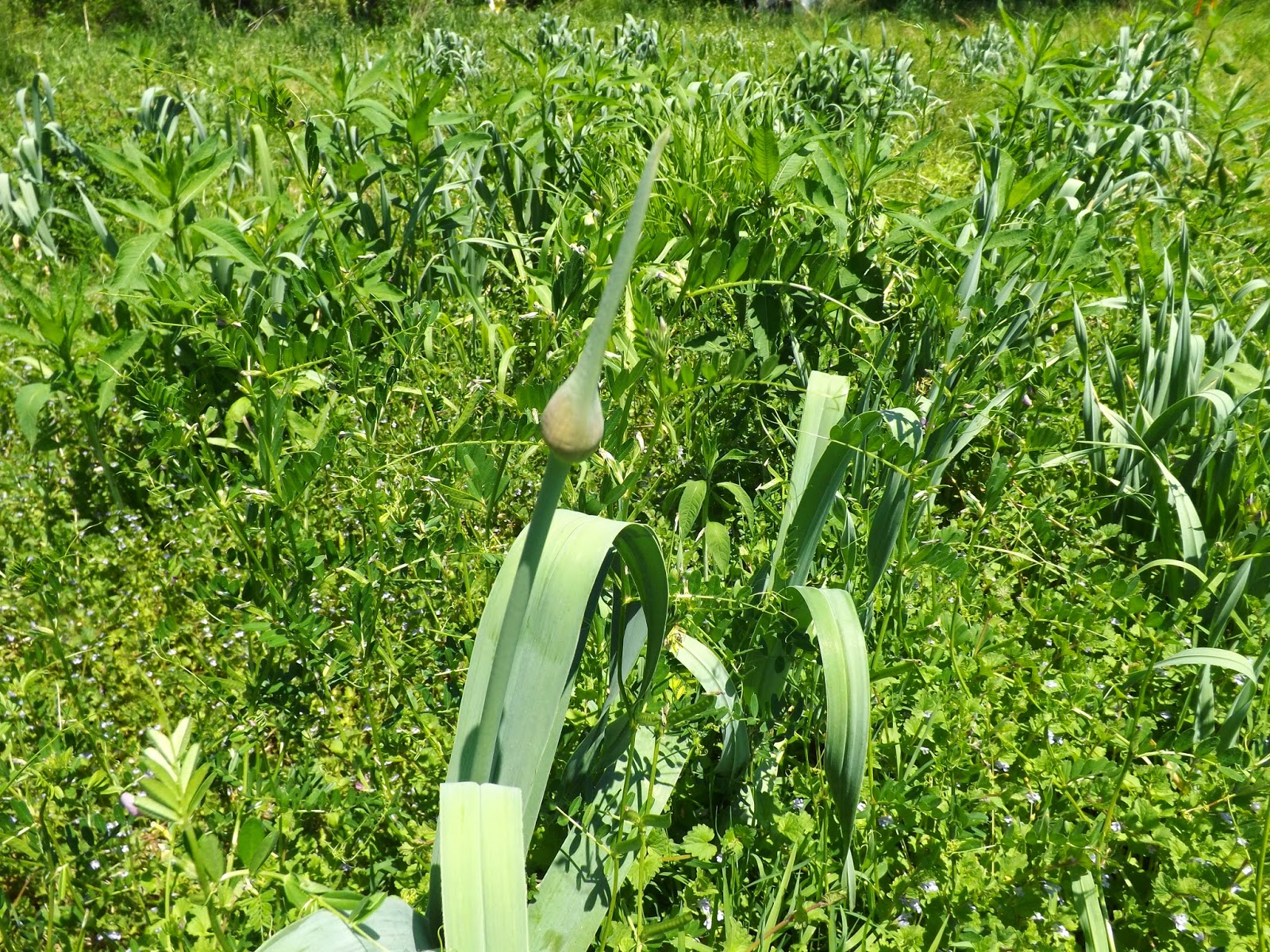 Heart and Sole Food: Heirloom Garlic, Spring Tonic