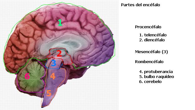 Prosencéfalo; Cérebro Anterior