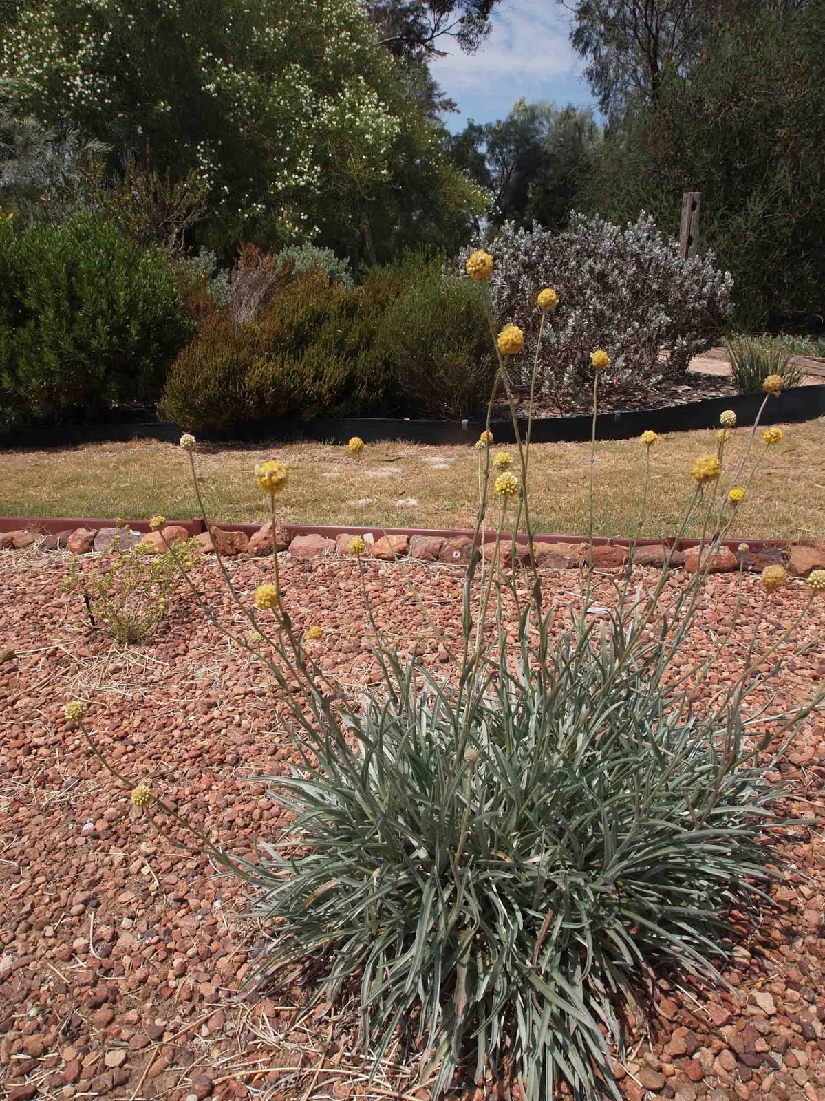 Australian Plants Society Northern Yorke Peninsula Group: Billy Buttons ...