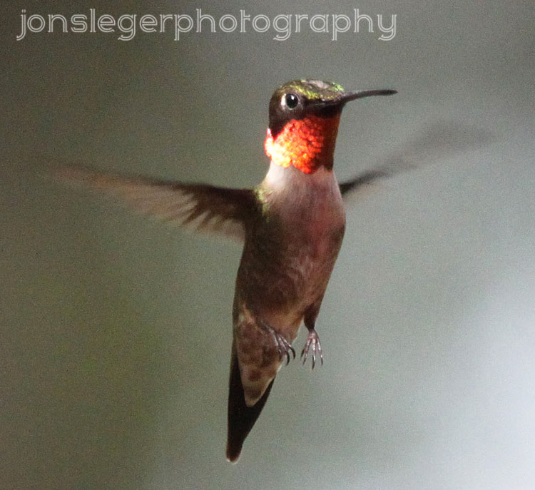 Northern Illinois Birder: Southwest Hummingbirds Part 1: Black-chinned