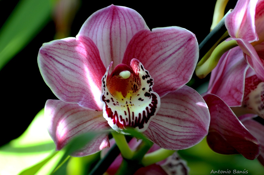 APRENDIENDO CON LA VISTA: Las maravillosas orquideas.-