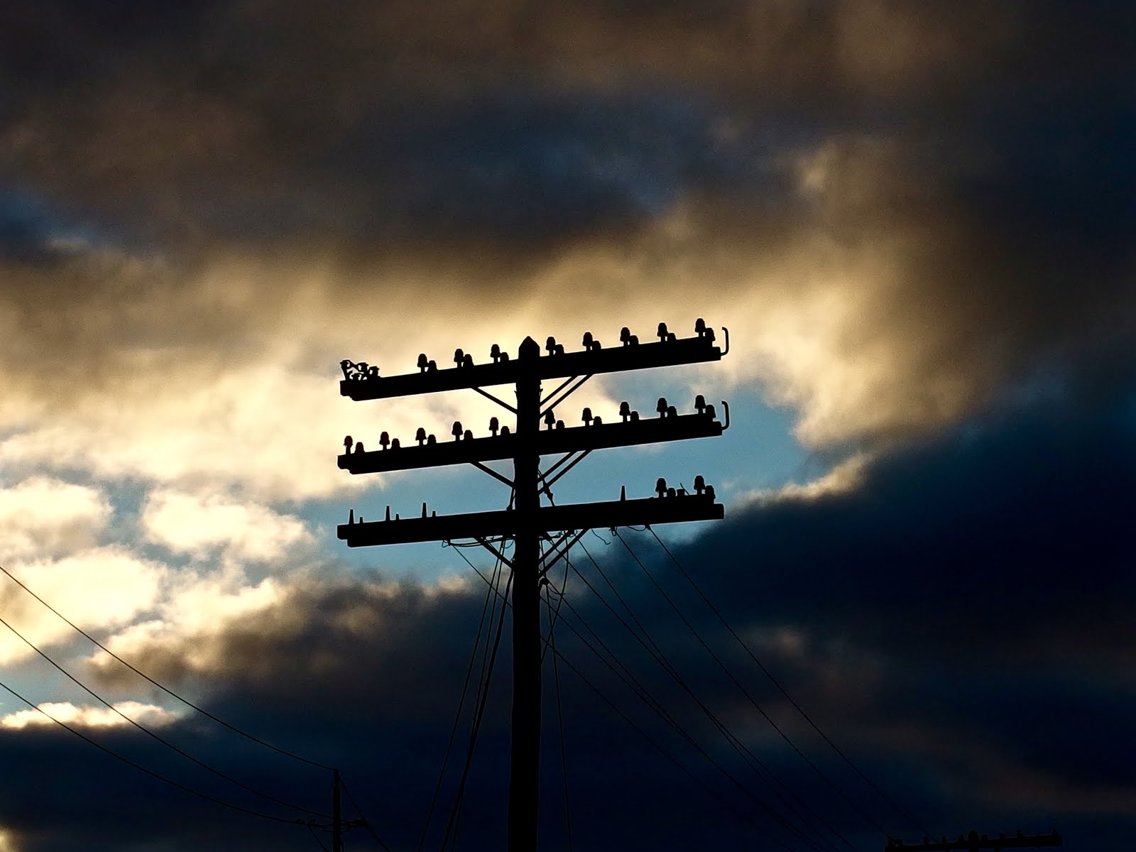 the golden fish: old wires