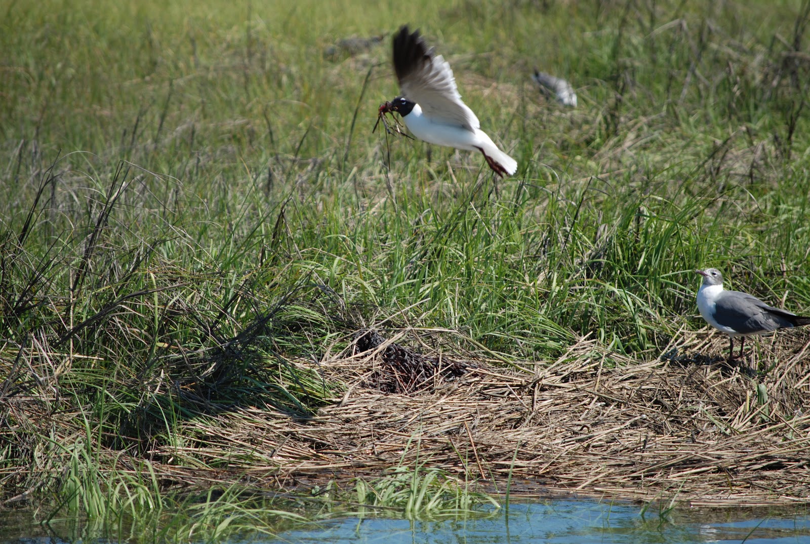 Margaret Montet: Getting to Know the Birds Who Live in the Marsh ...